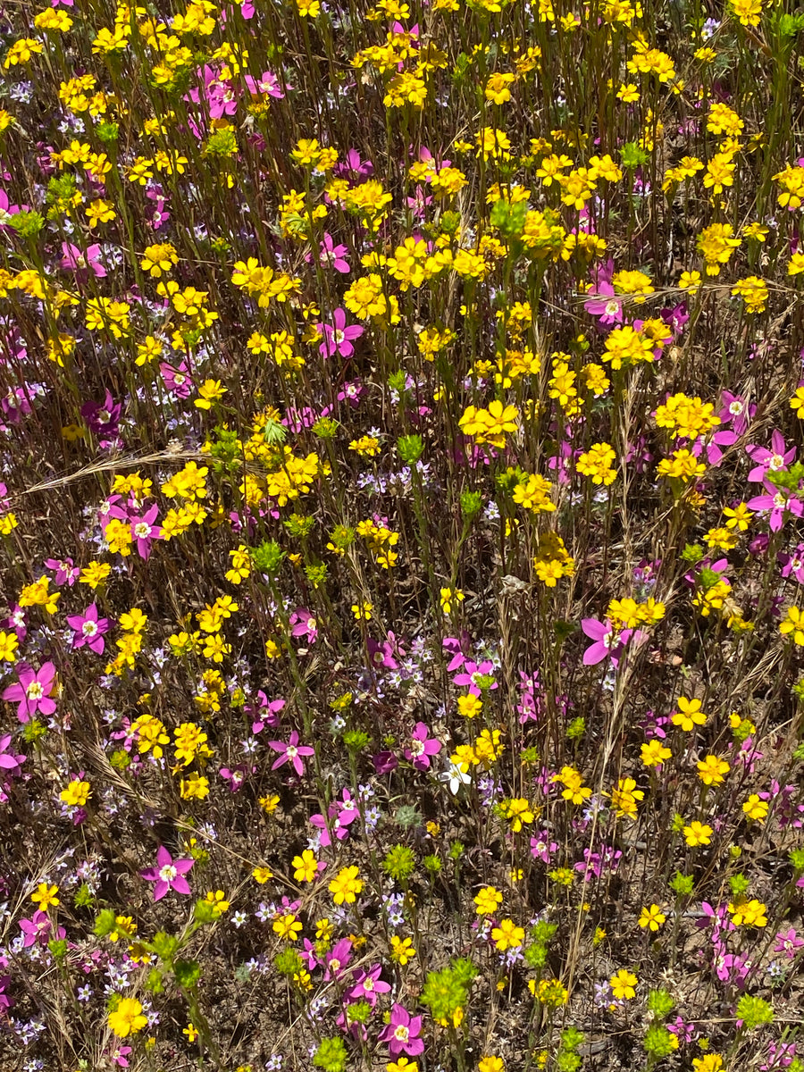 Zeltnera venusta Canchalagua Charming Centaury – Neel's Nursery