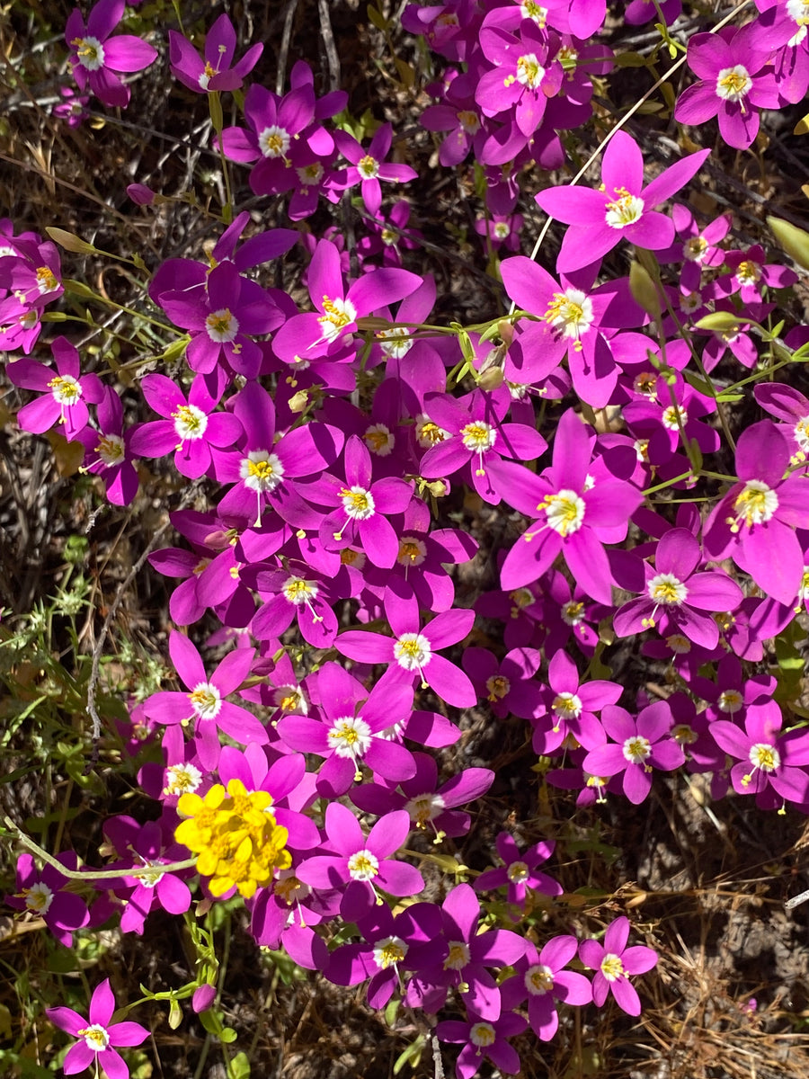 Zeltnera venusta Canchalagua Charming Centaury – Neel's Nursery