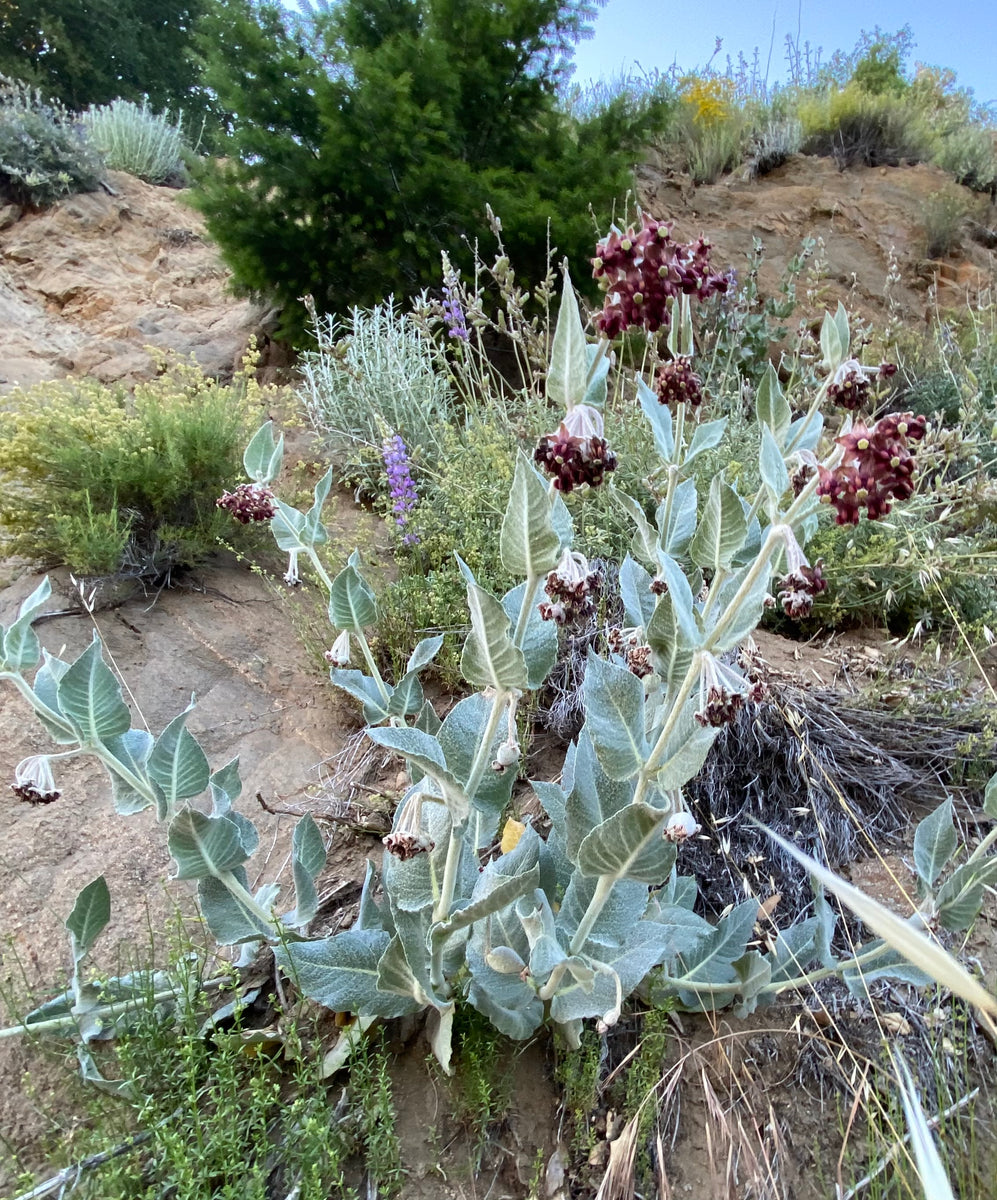 Asclepias californica California Milkweed – Neel's Nursery
