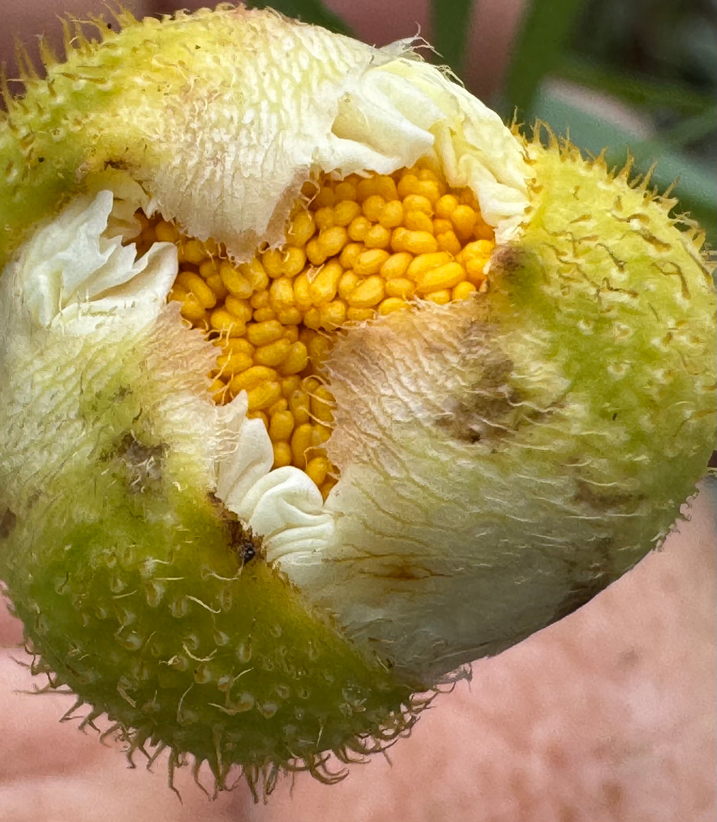 Romneya trichocalyx Bristly Matilija Poppy – Neel's Nursery