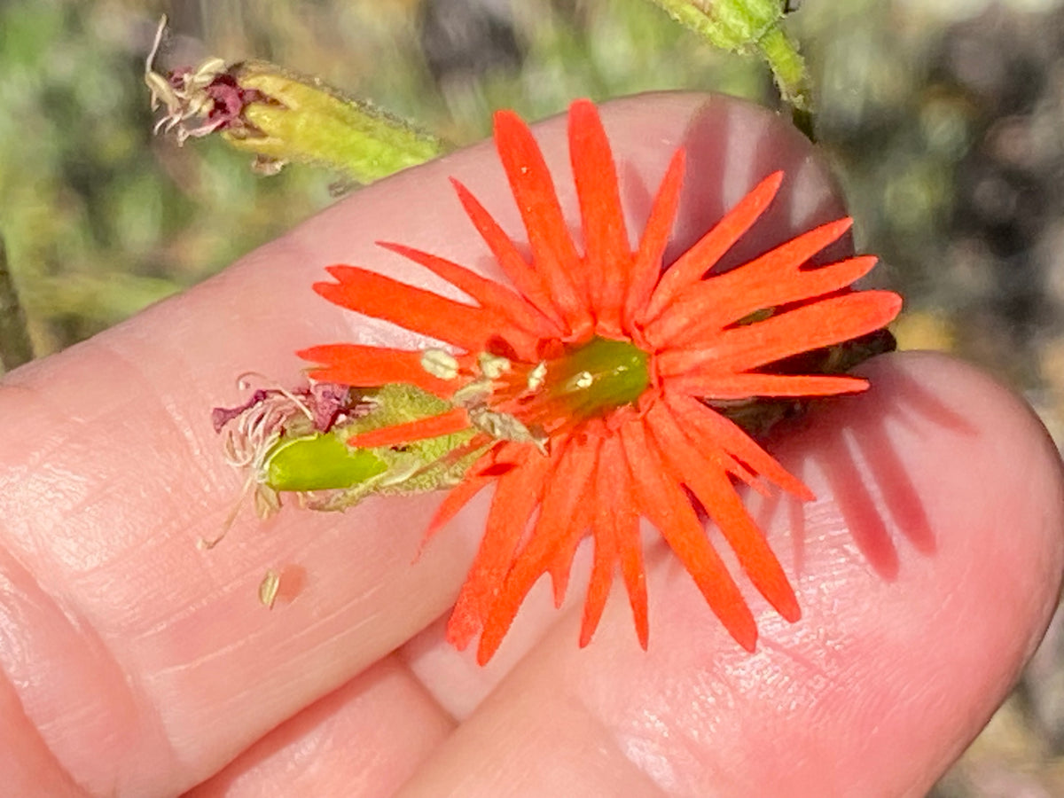 Silene laciniata Cardinal Catchfly – Neel's Nursery