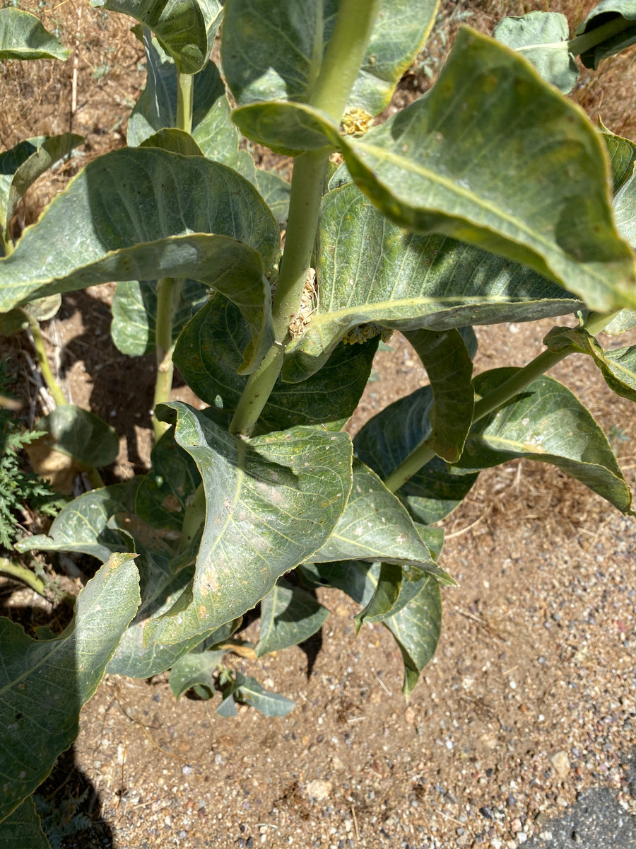 Asclepias erosa Desert Milkweed – Neel's Nursery