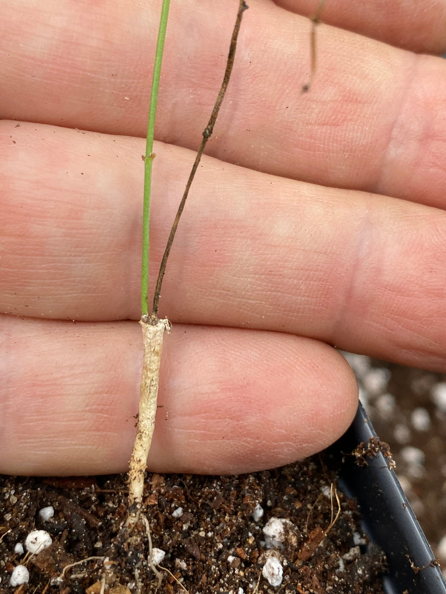 Funastrum cynanchoides var. hartwegii Fringed Twinevine Climbing Milkw ...