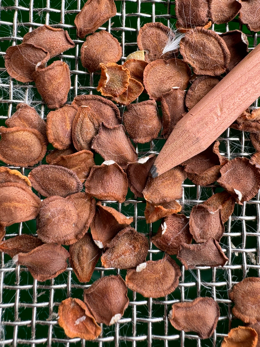 Asclepias erosa Desert Milkweed – Neel's Nursery