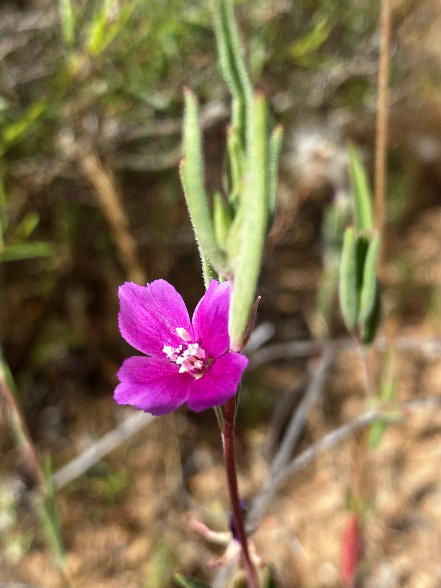 Clarkia purpurea Purple Clarkia – Neel's Nursery