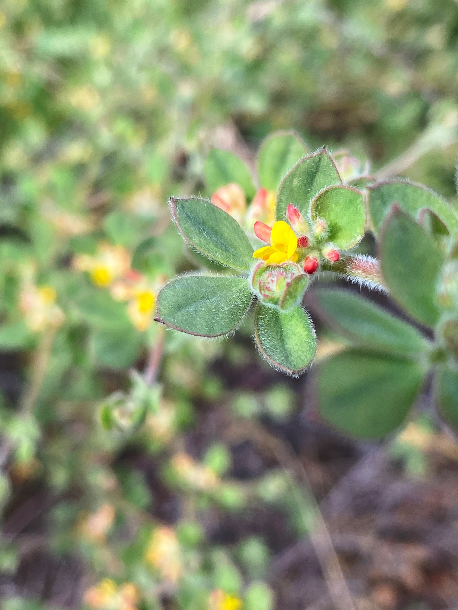 Acmispon Heermannii Var Heermannii Heermann s Bird foot Trefoil Lotus Acmispon Heermannii Var Heermannii Heermann s Bird foot Trefoil Lotus