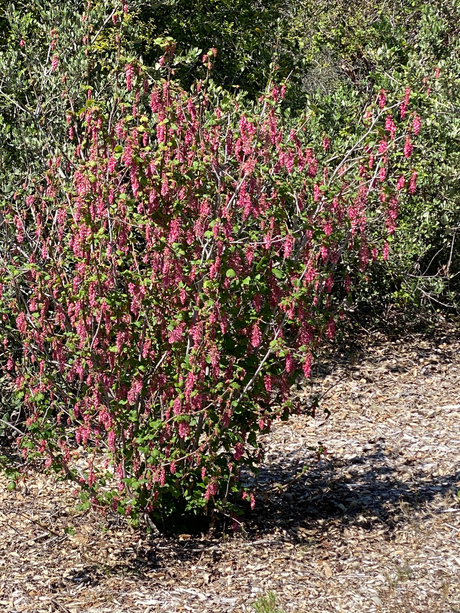 Ribes malvaceum Chaparral Currant – Neel's Nursery