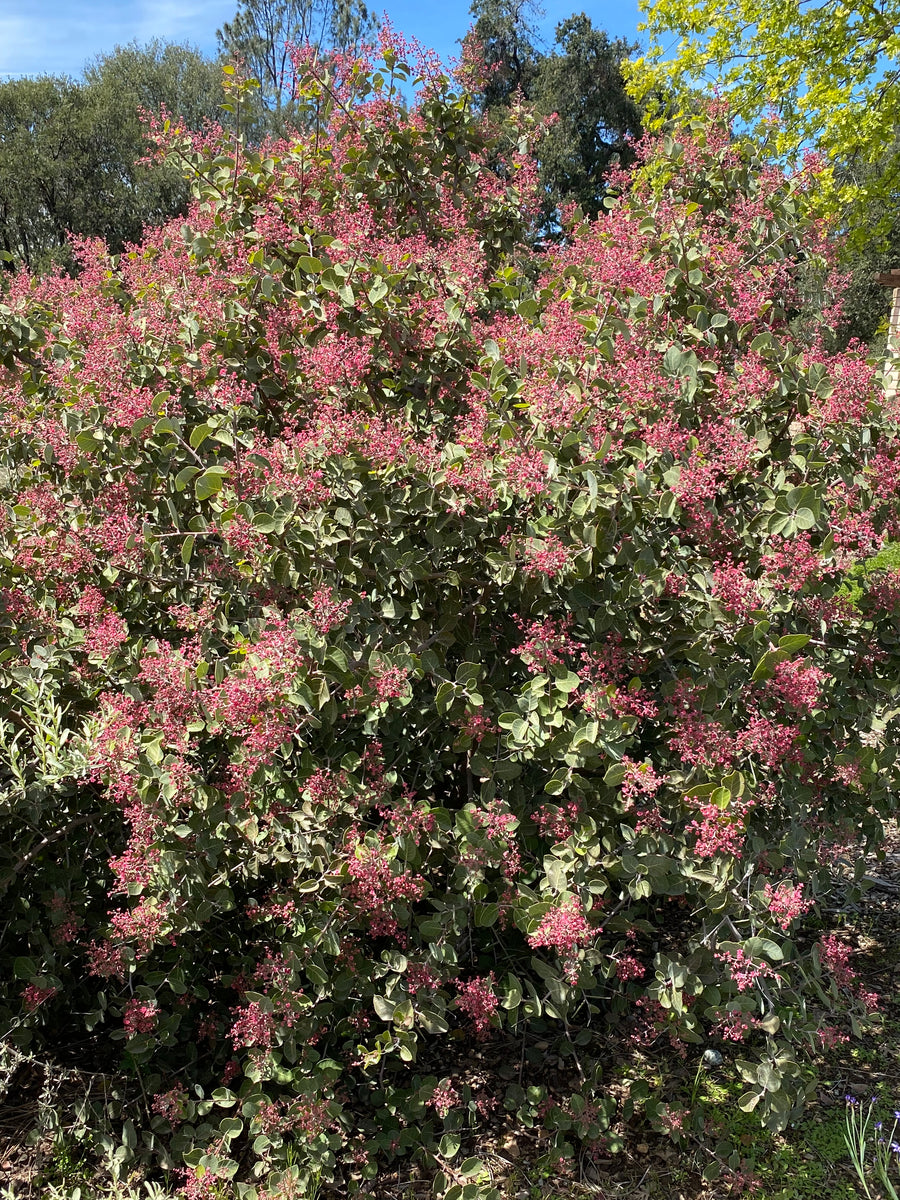 Rhus lentii Pink-Flowering Sumac – Neel's Nursery