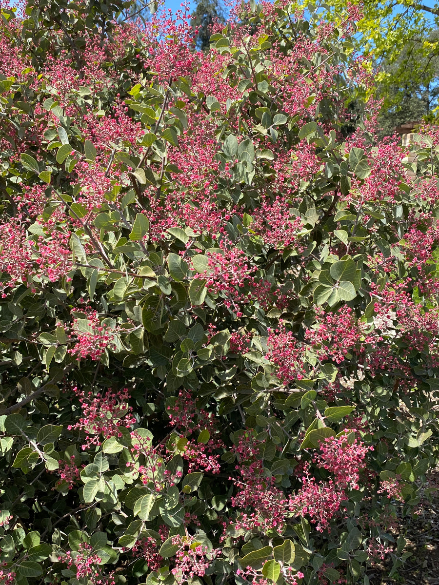 Rhus lentii Pink-Flowering Sumac – Neel's Nursery