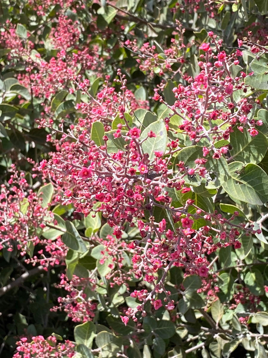 Rhus lentii Pink-Flowering Sumac – Neel's Nursery