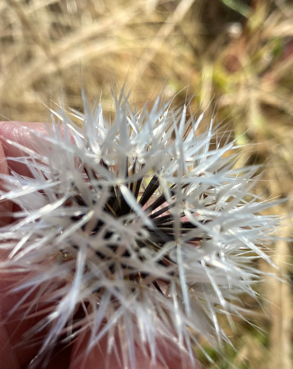 Uropappus lindleyi Uropappus Silver Puffs Silverpuffs – Neel's Nursery