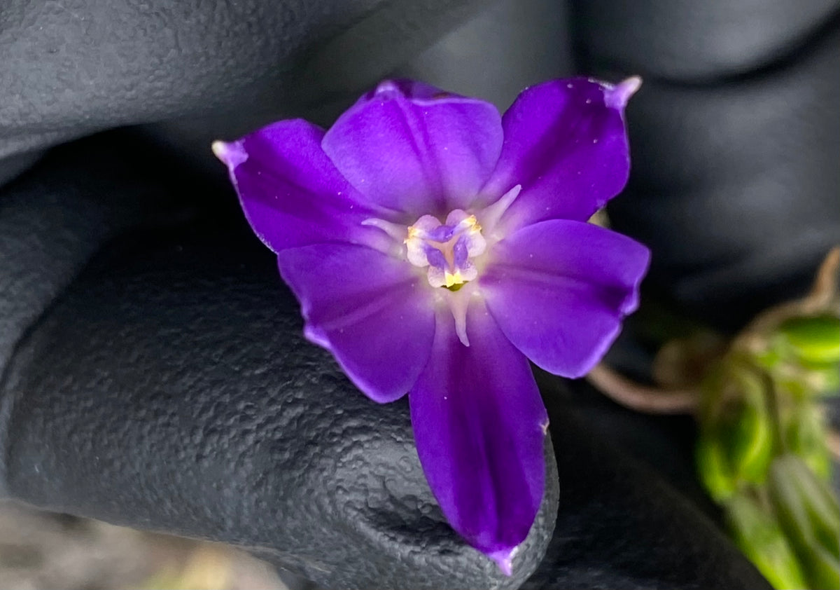 Brodiaea filifolia Threadleaf Brodiaea – Neel's Nursery