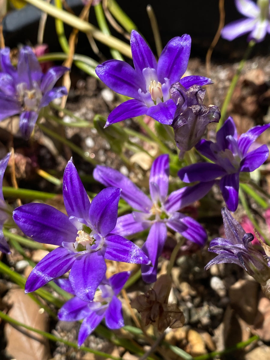 Brodiaea kinkiensis San Clemente Island Brodiaea – Neel's Nursery