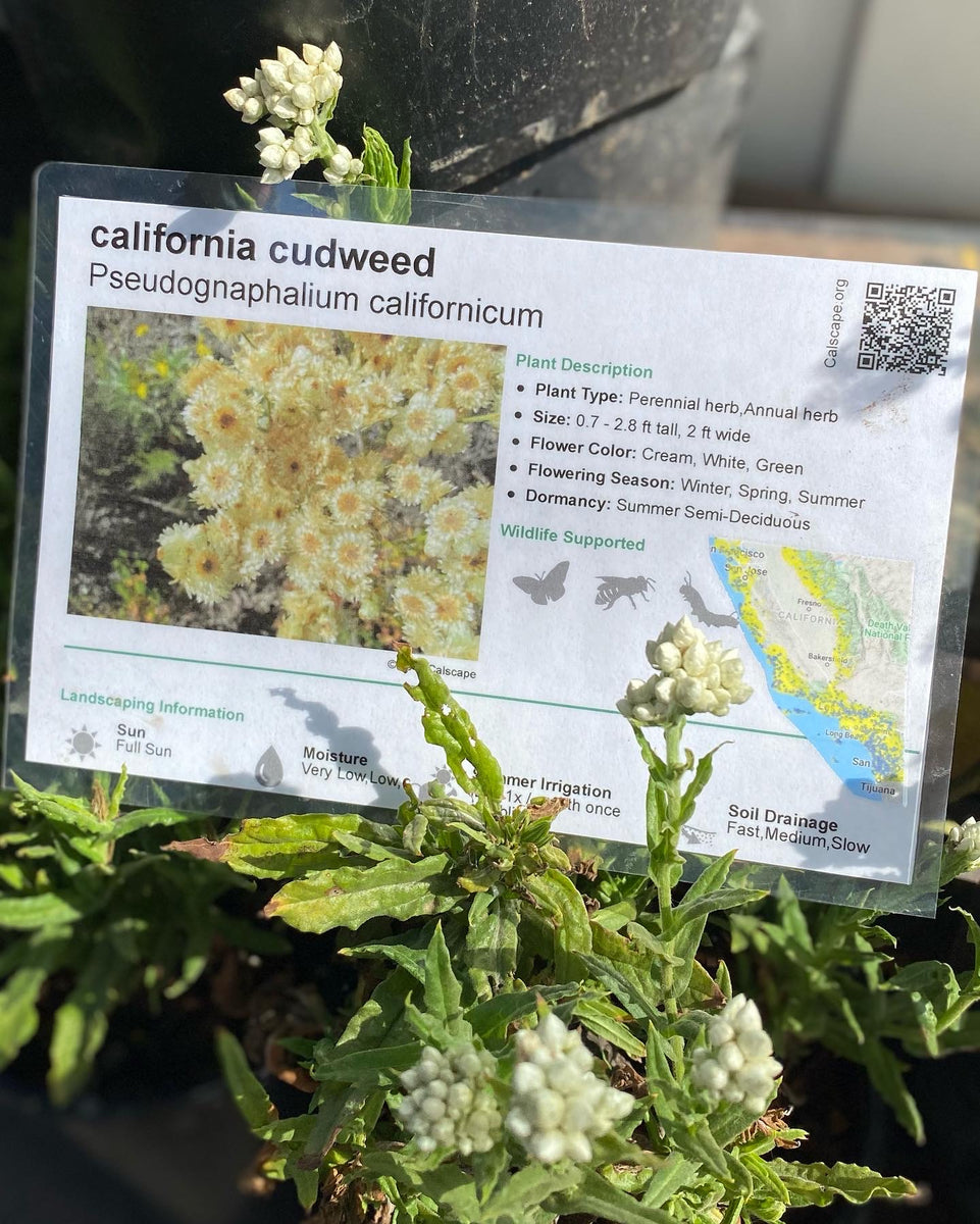 Pseudognaphalium californicum California Cudweed – Neel's Nursery