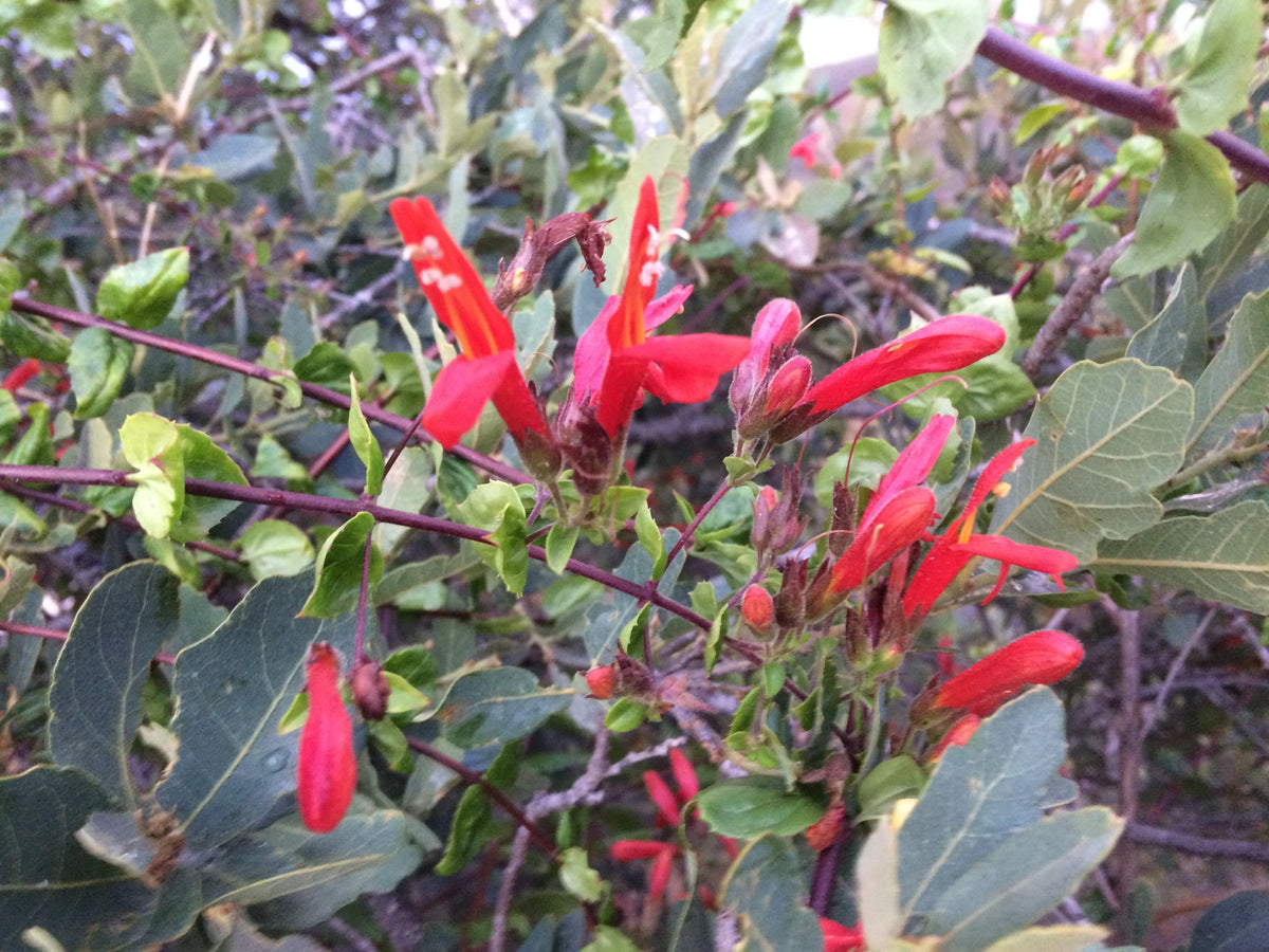 Keckiella cordifolia Climbing Penstemon – Neel's Nursery
