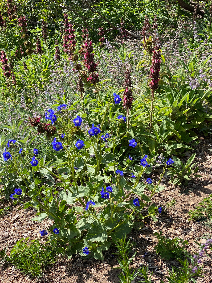 Phacelia viscida Sticky Phacelia – Neel's Nursery