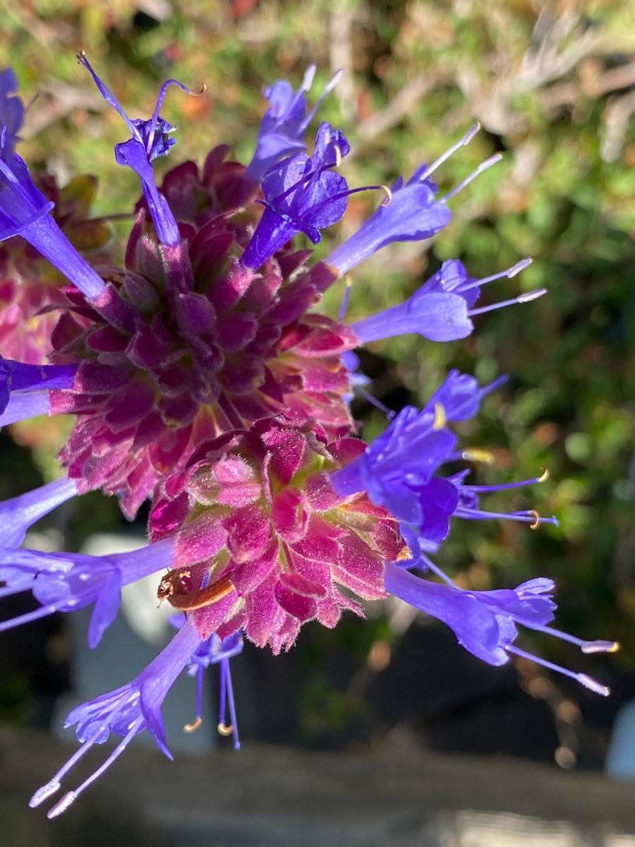 Salvia 'Celestial Blue' Celestial Blue Sage – Neel's Nursery