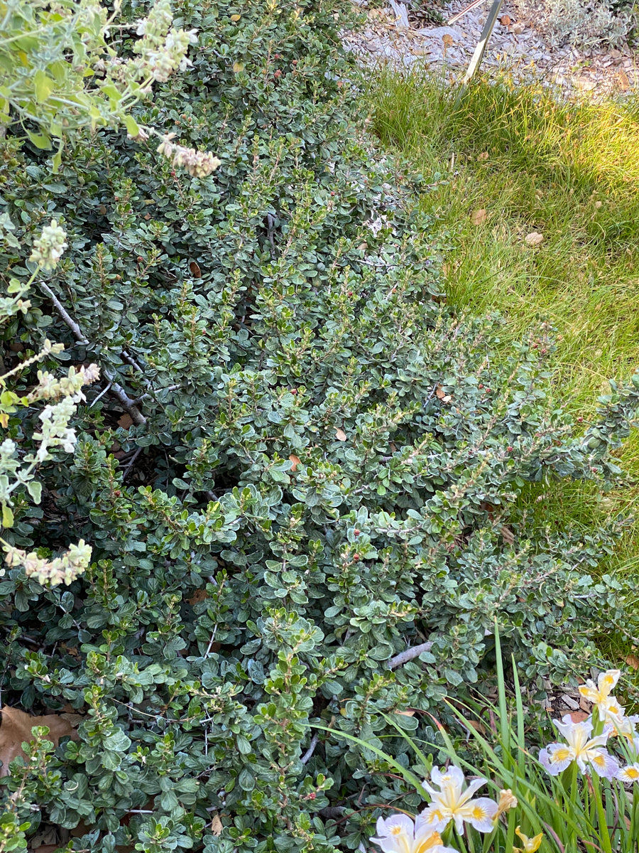 Ceanothus maritimus 'Valley Violet' - 'Popcorn' - 'Point Sierra' Mount ...