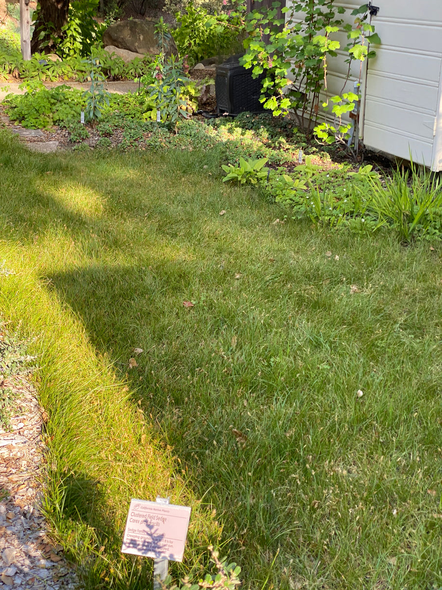 Carex praegracilis Clustered Field Sedge – Neel's Nursery