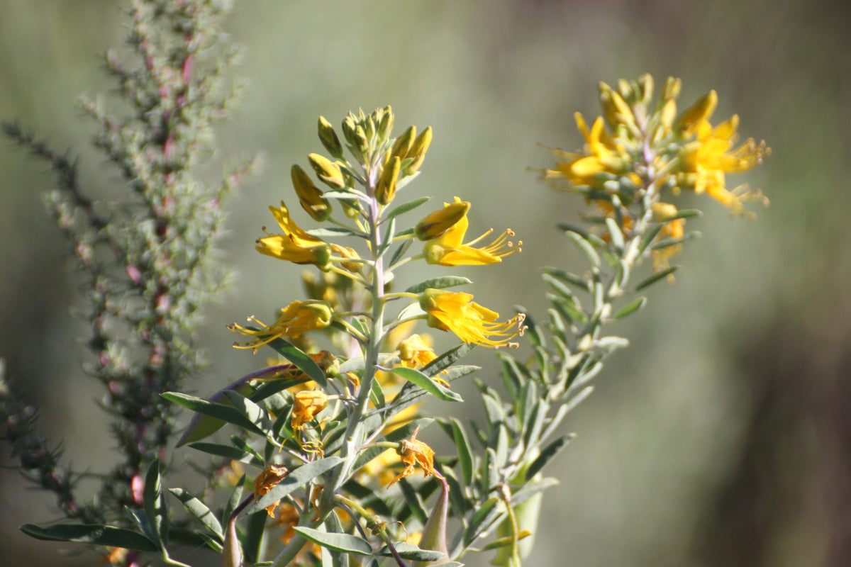 Cleomella ( Peritoma ) arborea Mellow Yellow B-pod Bladderpod (Cleome ...