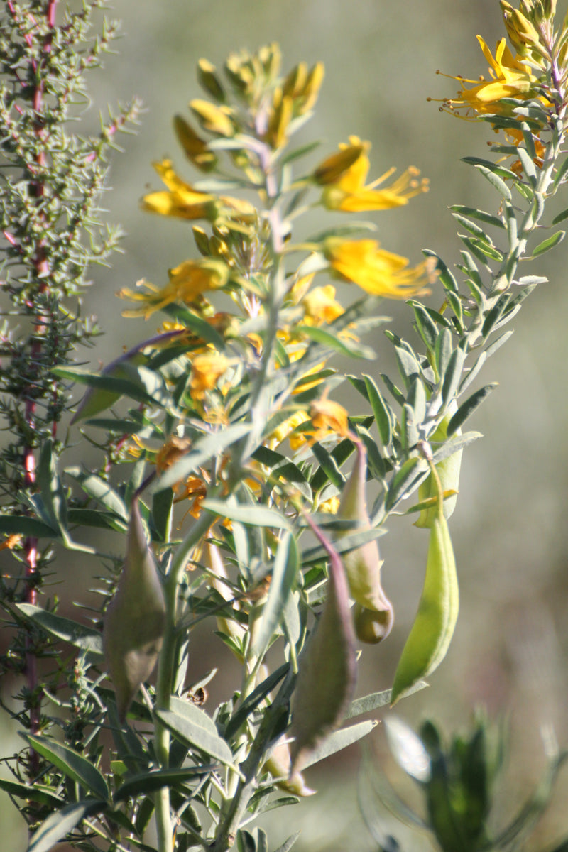 Cleomella ( Peritoma ) arborea Mellow Yellow B-pod Bladderpod (Cleome ...