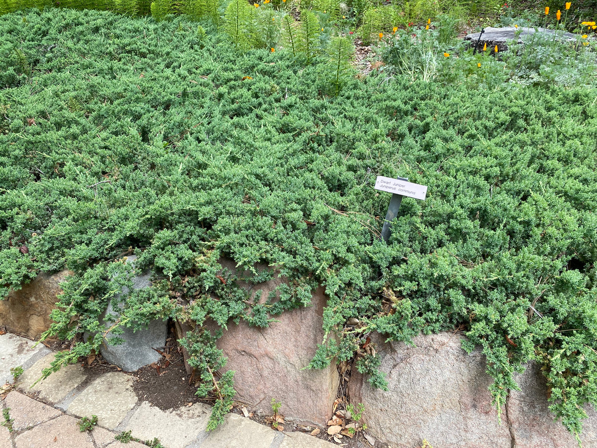 Juniperus communis var. saxatilis Common Dwarf Juniper – Neel's Nursery