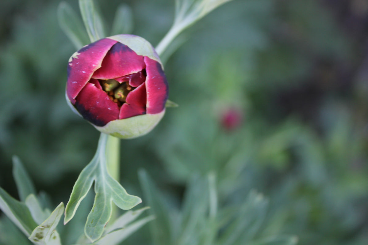 Paeonia californica California Peony – Neel's Nursery