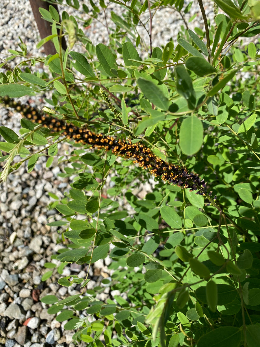 Amorpha fruticose Western False Indigo – Neel's Nursery