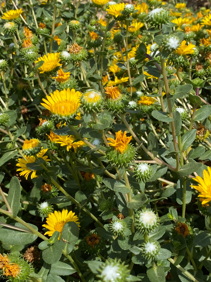 Grindelia camporum Great Valley Gumweed – Neel's Nursery
