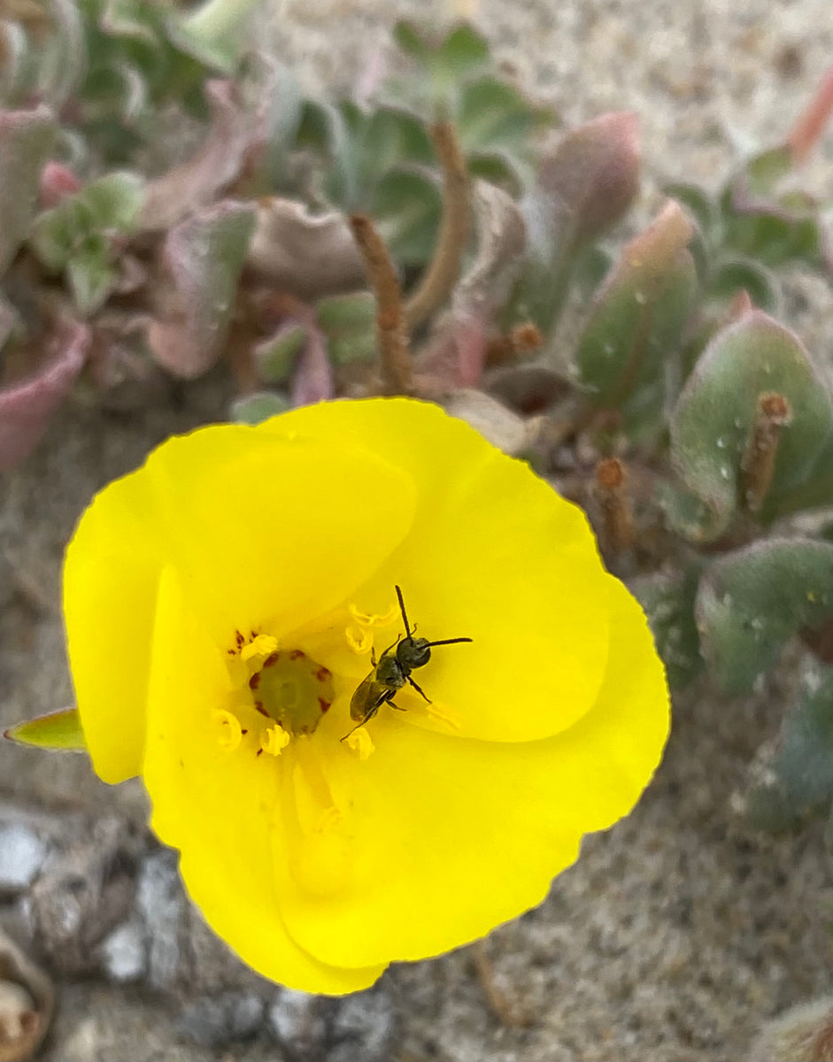 Camissoniopsis cheiranthifolia Beach Primrose – Neel's Nursery