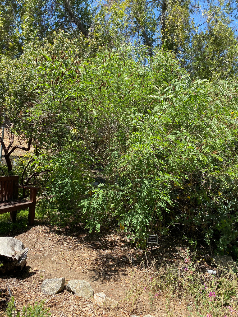Amorpha fruticose Western False Indigo – Neel's Nursery