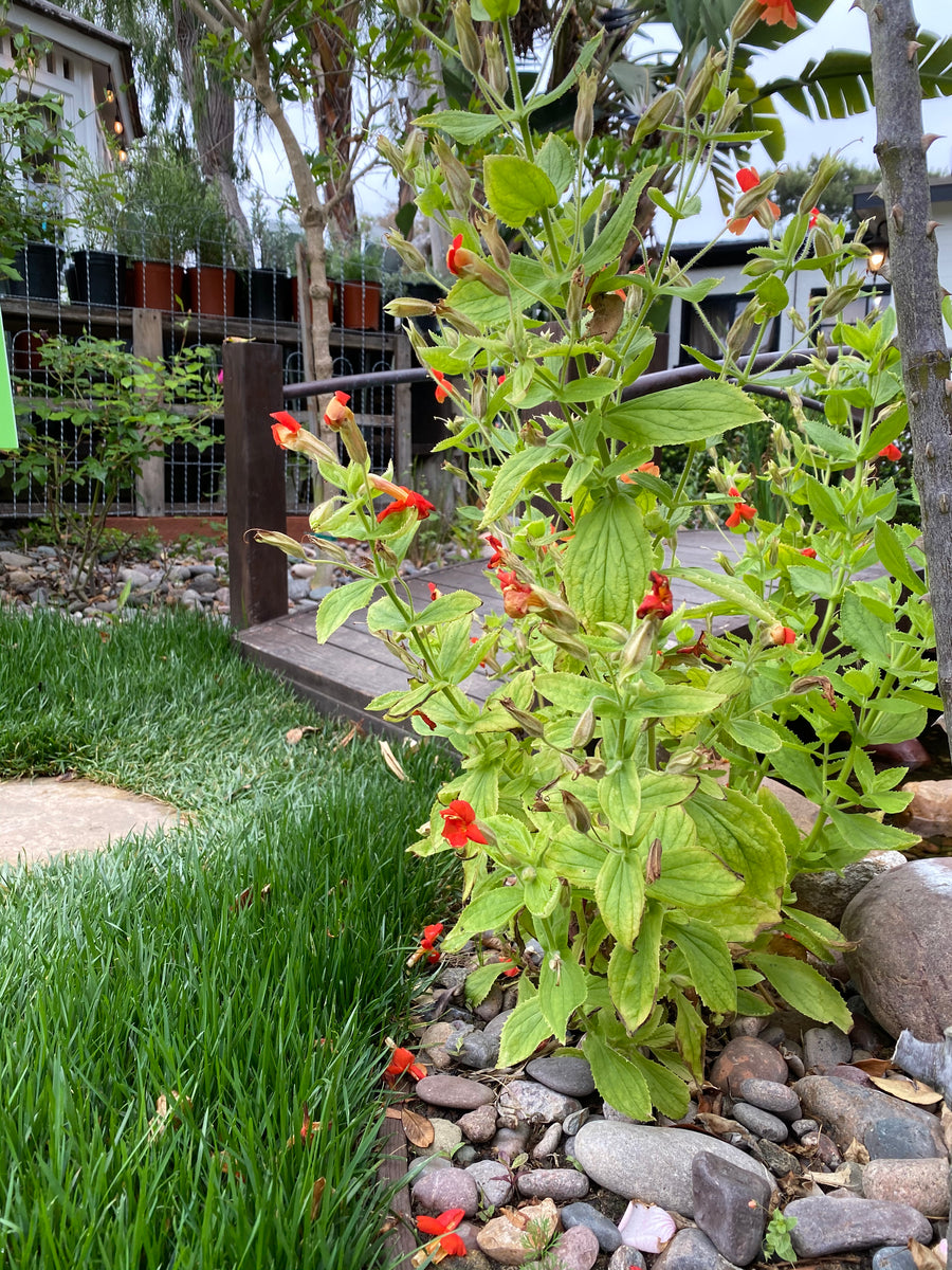 Erythranthe cardinalis (Mimulus) Scarlet Monkeyflower – Neel's Nursery