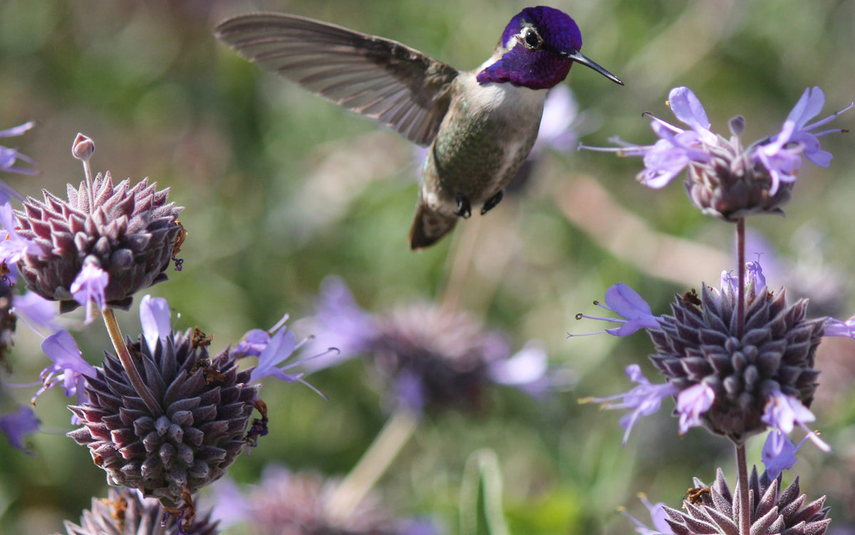 Salvia 'Pozo Blue' Pozo Blue Sage – Neel's Nursery