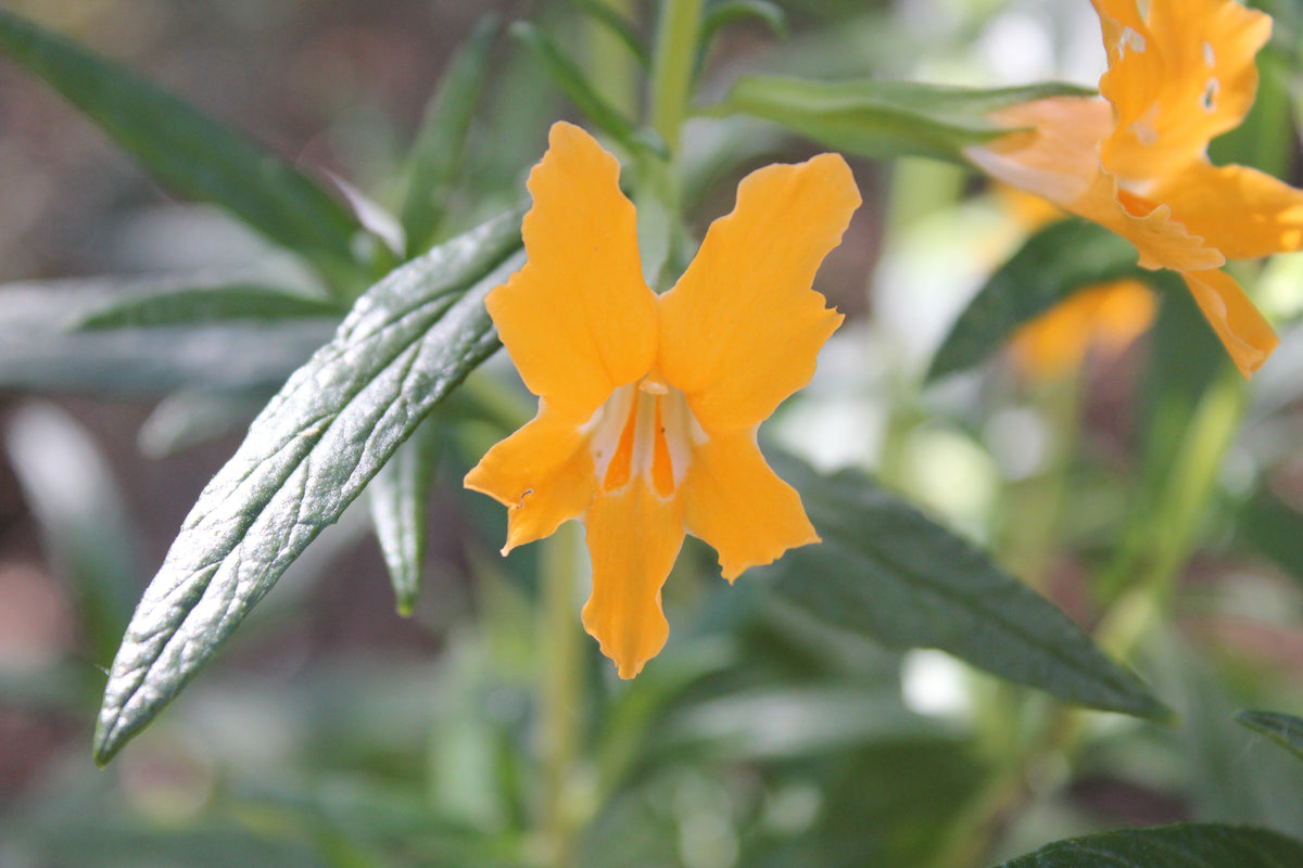 Mimulus aurantiacus Bush Monkeyflower (Diplacus) longiflorus – Neel's ...
