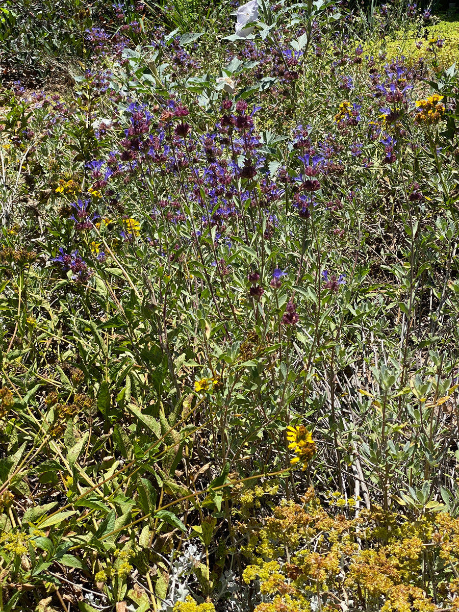 Salvia 'Celestial Blue' Celestial Blue Sage – Neel's Nursery