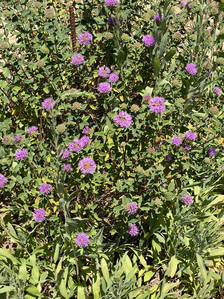 Monardella villosa Coyote Mint & 'Russian River' – Neel's Nursery