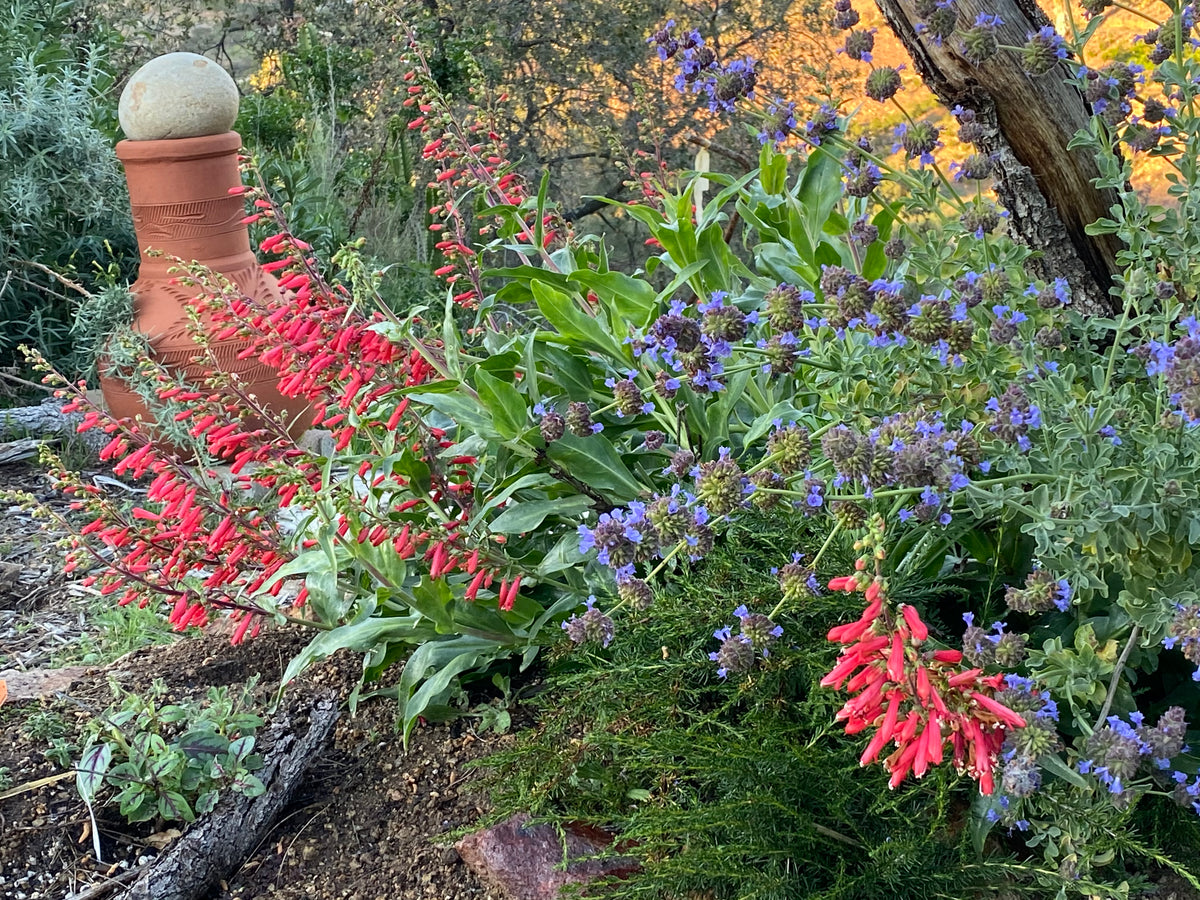 Adenostoma fasciculatum 'Nicolas' Nicolas Chamise – Neel's Nursery