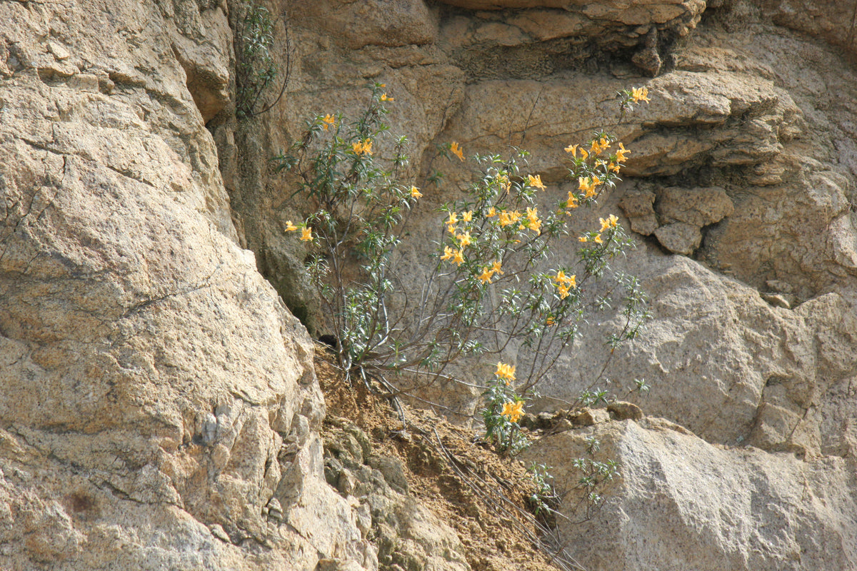 Mimulus aurantiacus Bush Monkeyflower (Diplacus) longiflorus – Neel's ...
