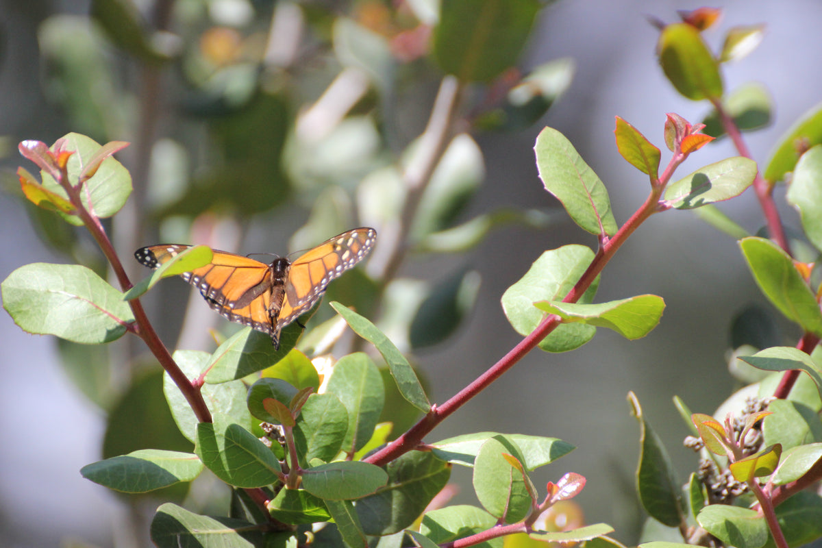 Rhus integrifolia Lemonade Berry – Neel's Nursery