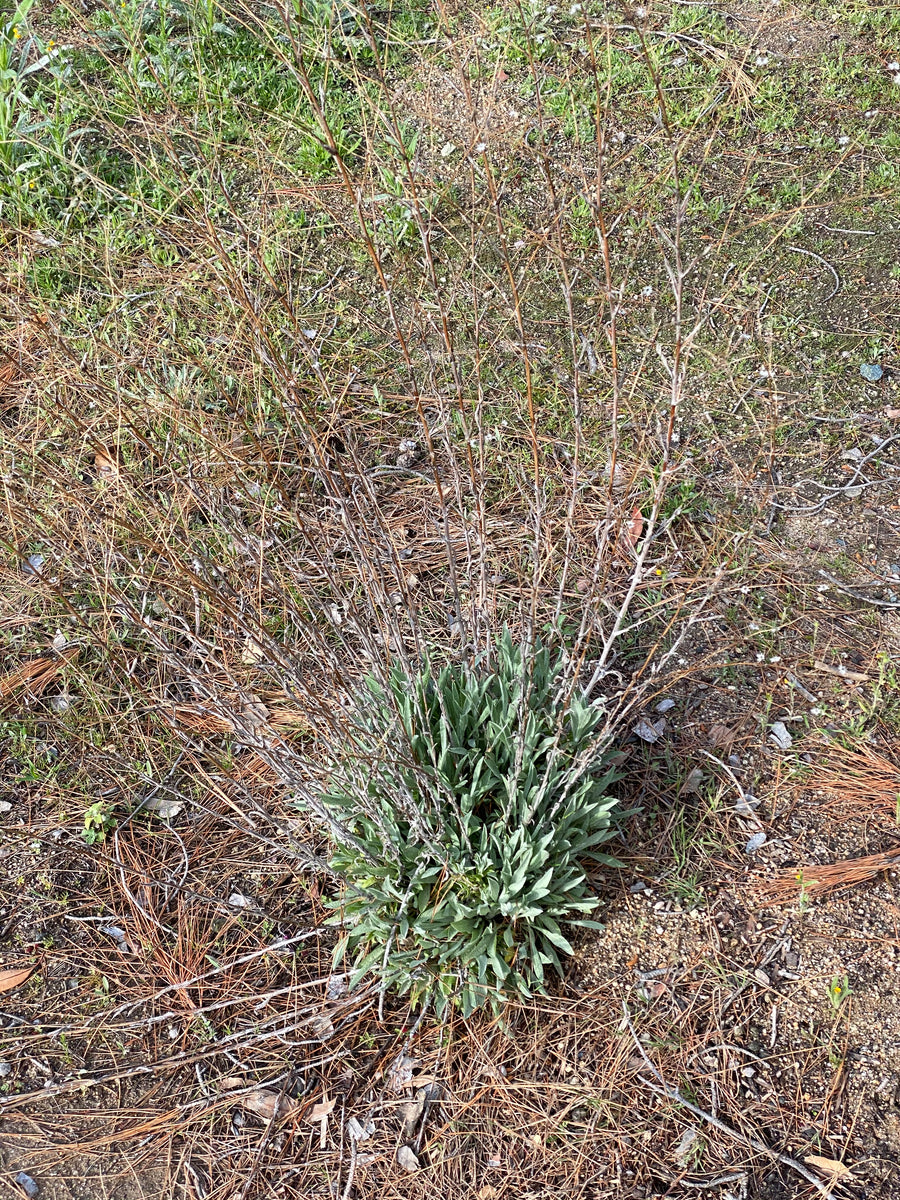 Corethrogyne filaginifolia California Aster ( Lessingia ) – Neel's Nursery