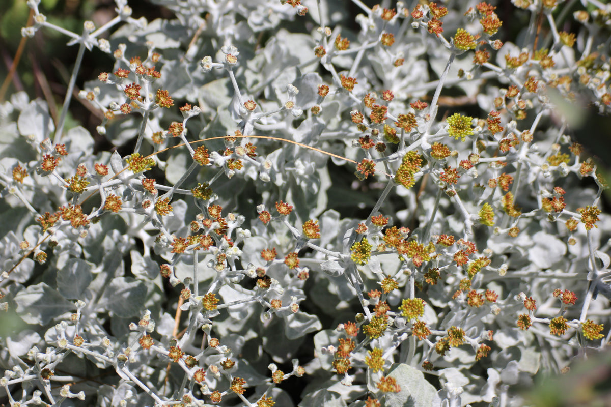 Eriogonum crocatum Conejo Buckwheat – Neel's Nursery