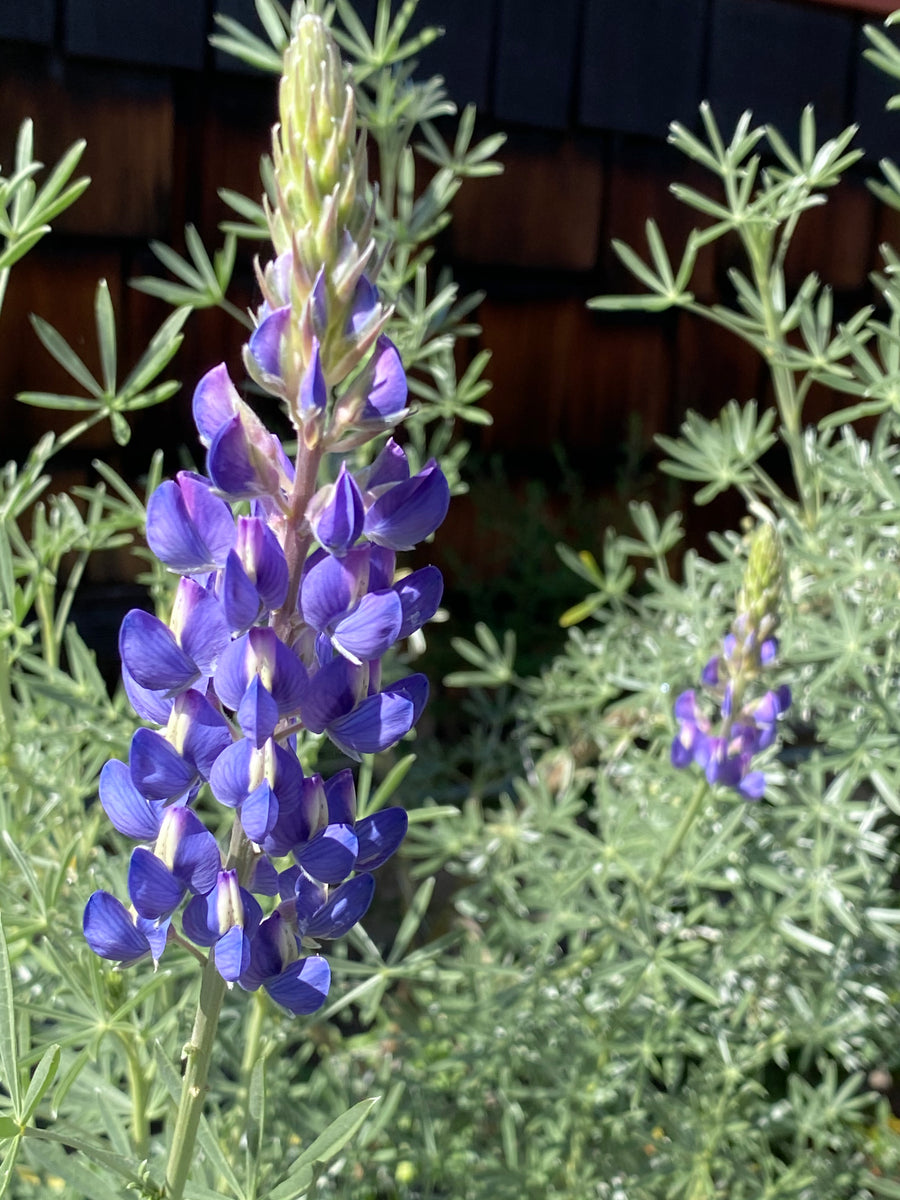 Lupinus albifrons Silver Bush Lupine – Neel's Nursery