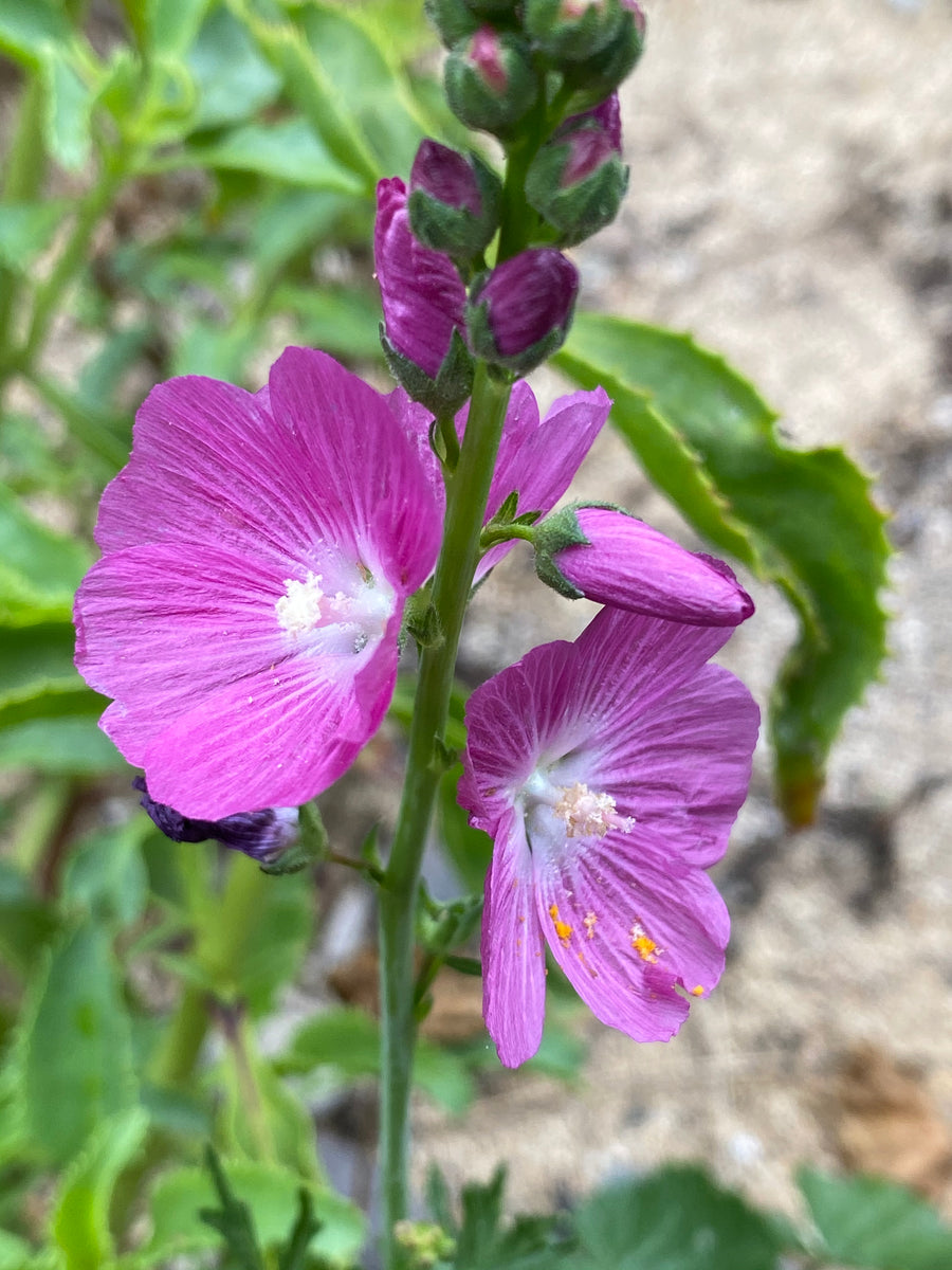 Sidalcea malviflora Checker Bloom – Neel's Nursery