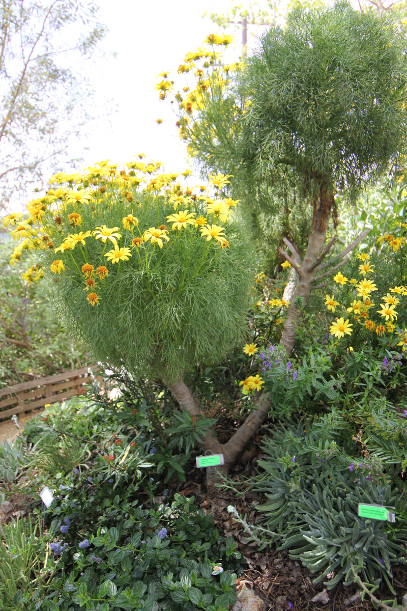 Leptosyne gigantea Giant Coreopsis – Neel's Nursery