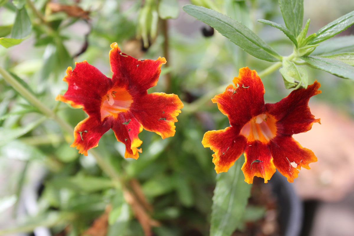 Mimulus 'Fiesta Marigold' Monkeyflower & other Jelly Bean Hybrids Oran ...