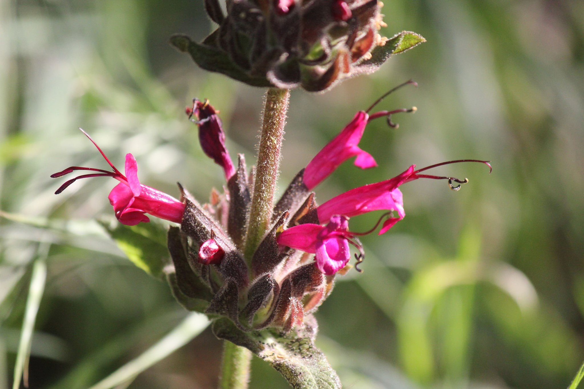 Salvia spathacea Hummingbird Sage – Neel's Nursery