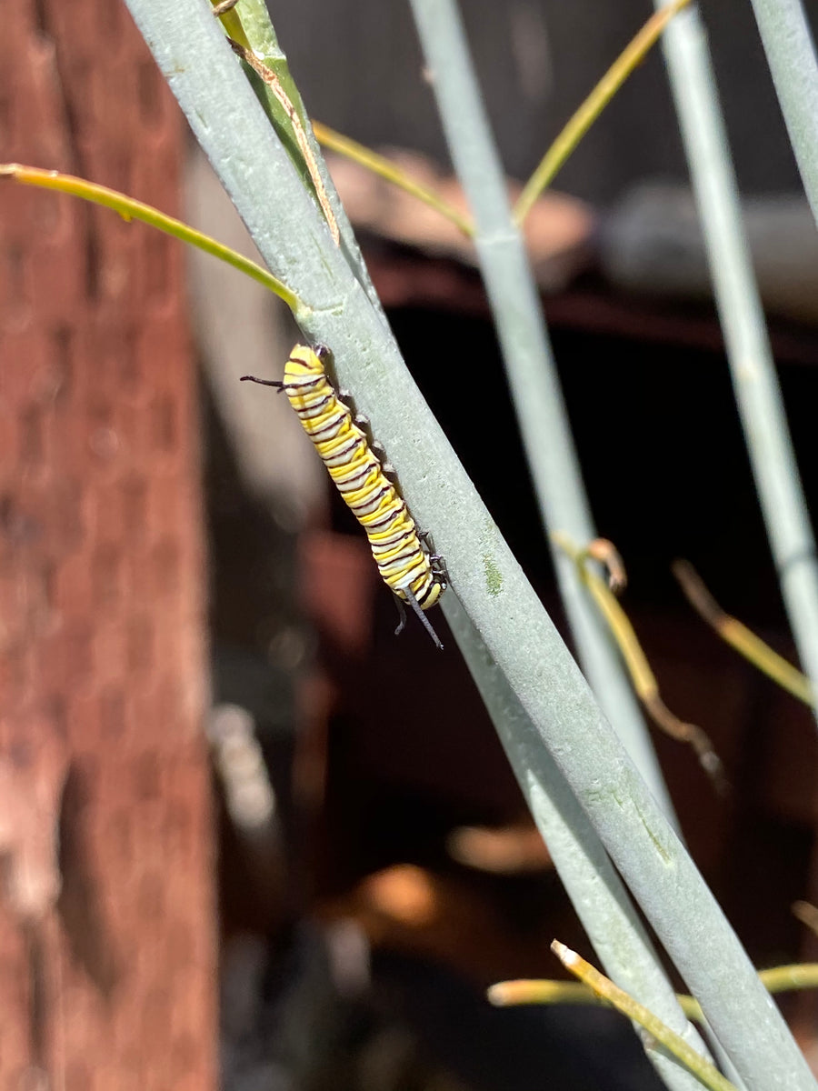 Asclepias subulata Skeleton Milkweed – Neel's Nursery