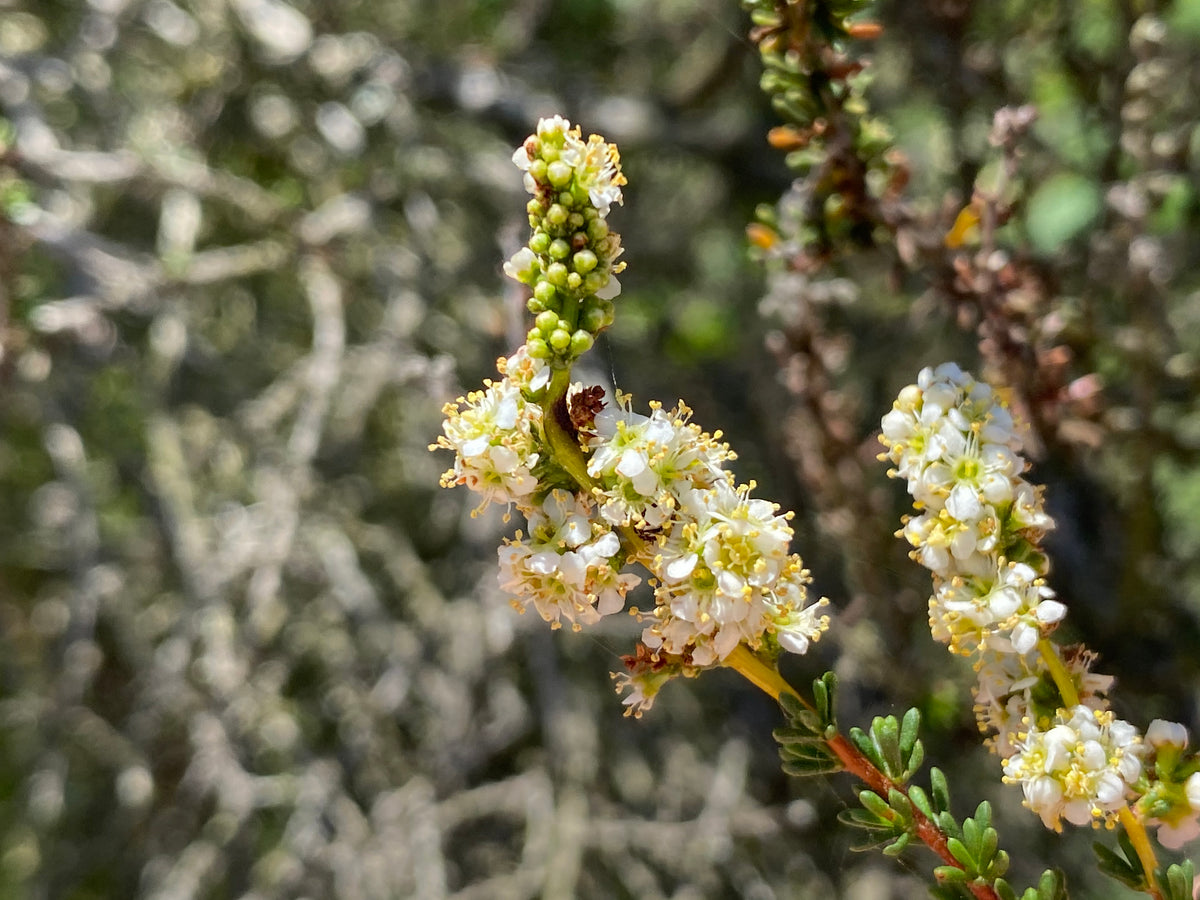 Adenostoma fasciculatum 'Nicolas' Nicolas Chamise – Neel's Nursery