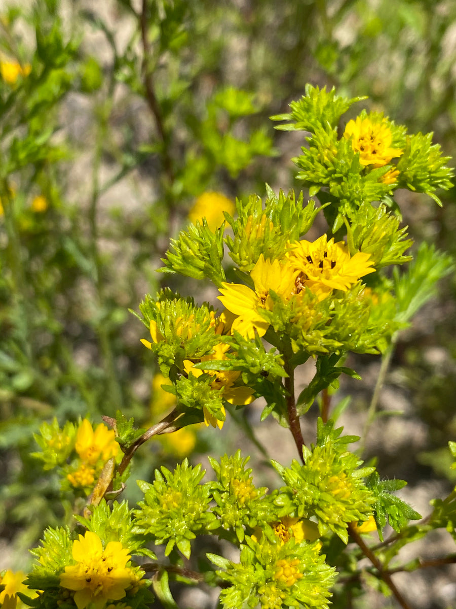 Deinandra fasciculata Clustered Tarweed – Neel's Nursery