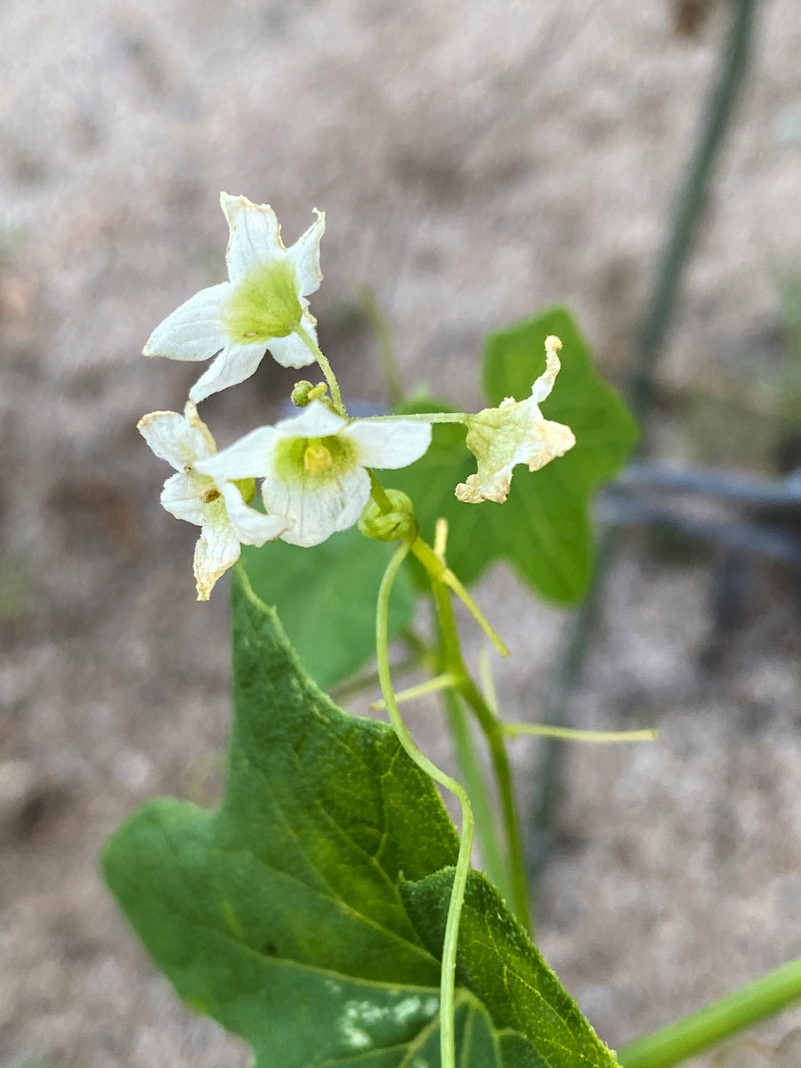 Marah macrocarpa Wild Cucumber – Neel's Nursery